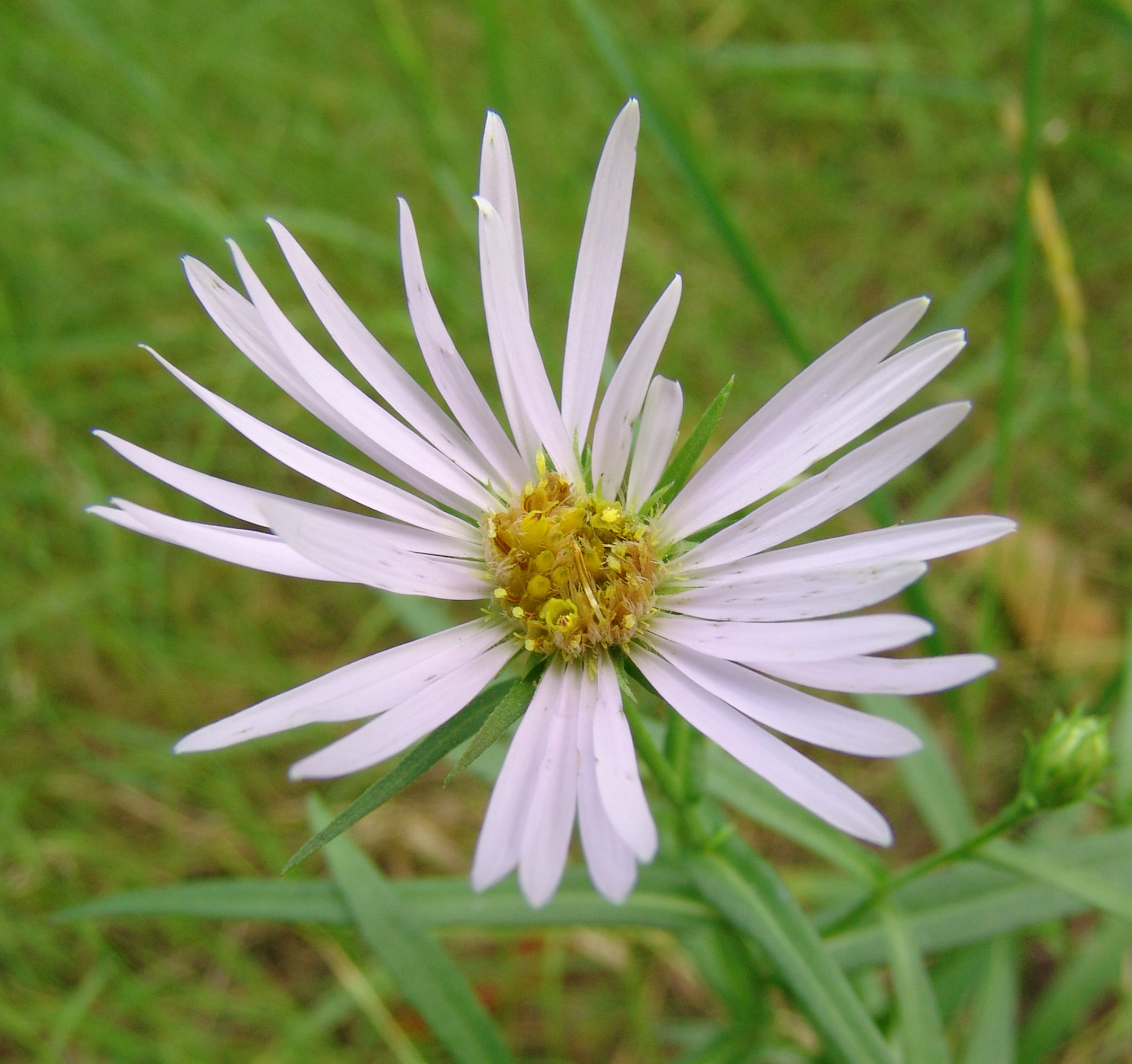 Aster hesperius