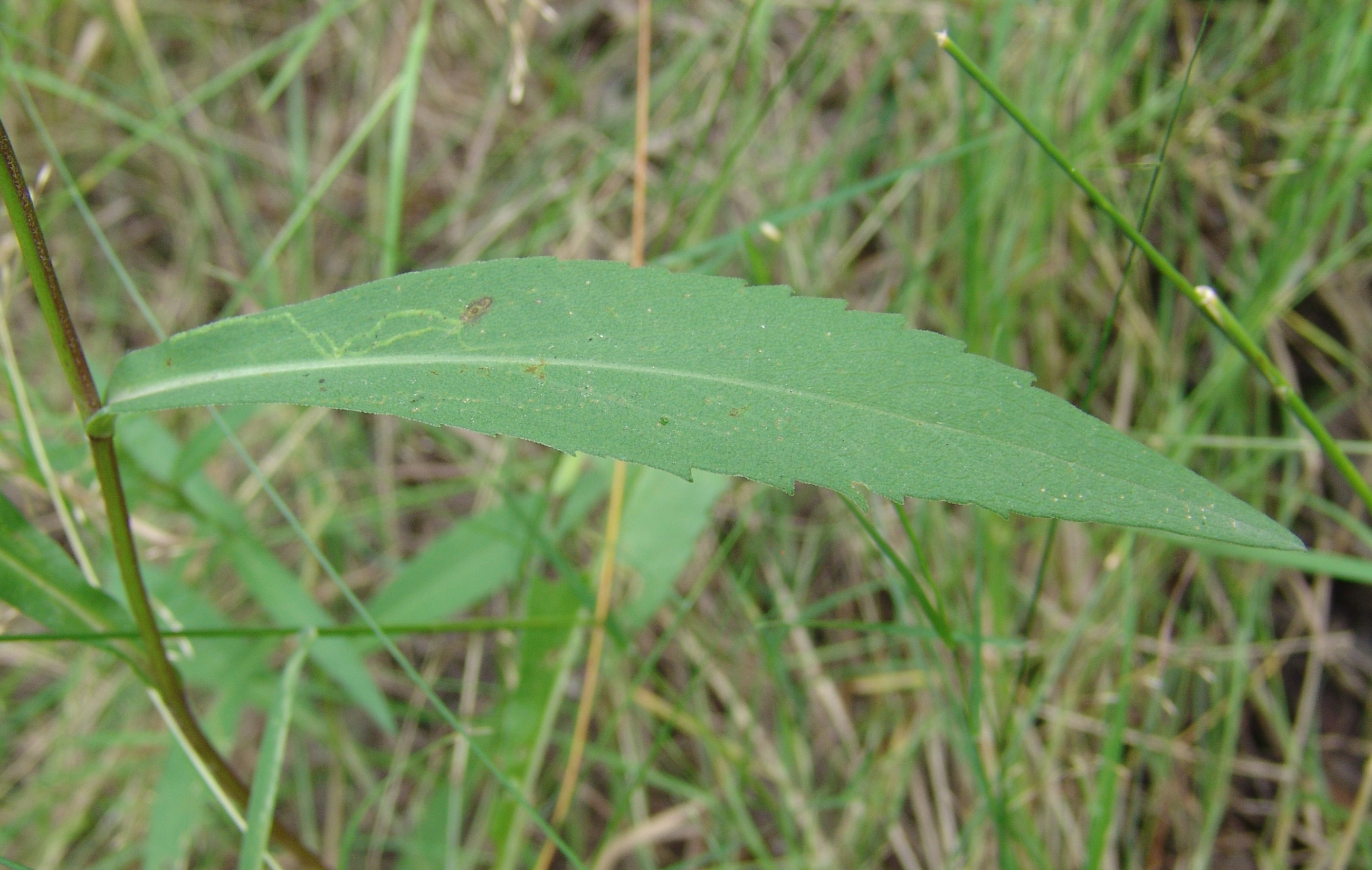 Aster hesperius