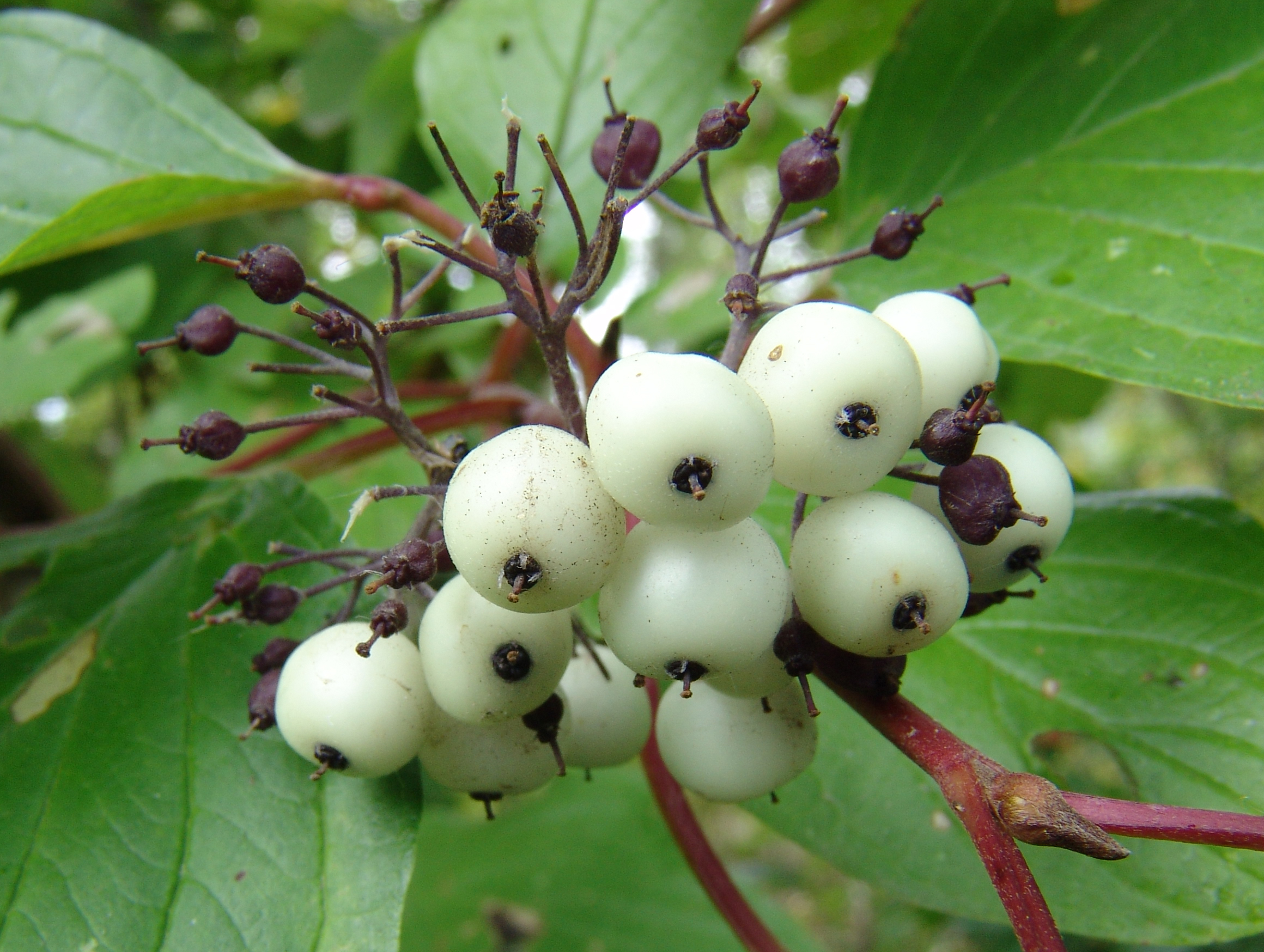 Cornus stolonifera
