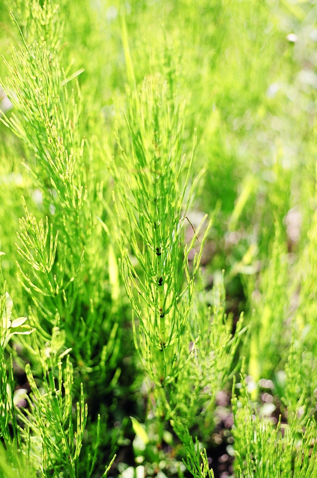 Equisetum spp.