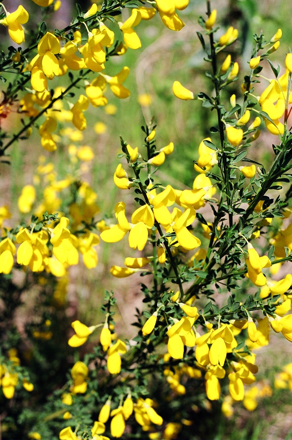 Cytisus scoparius