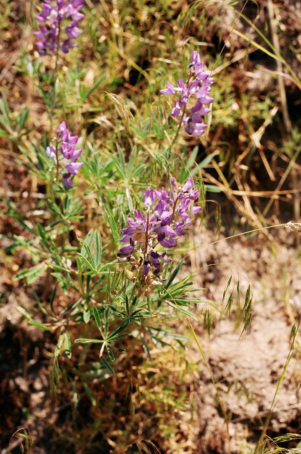 Lupinus spp.