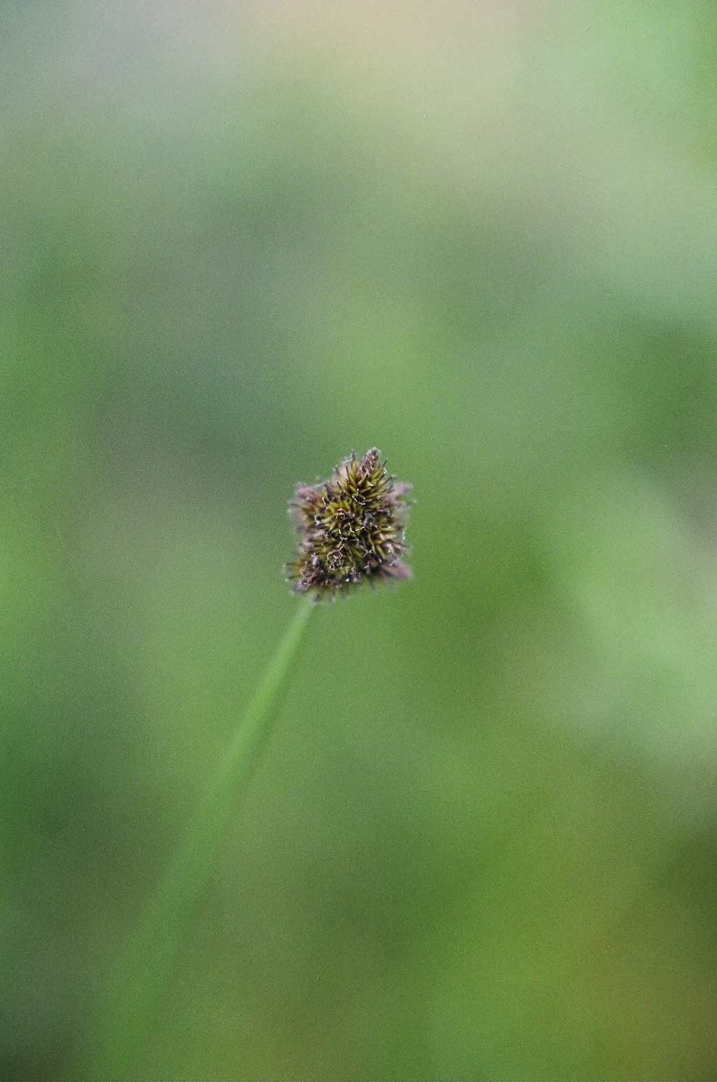 Juncus spp.