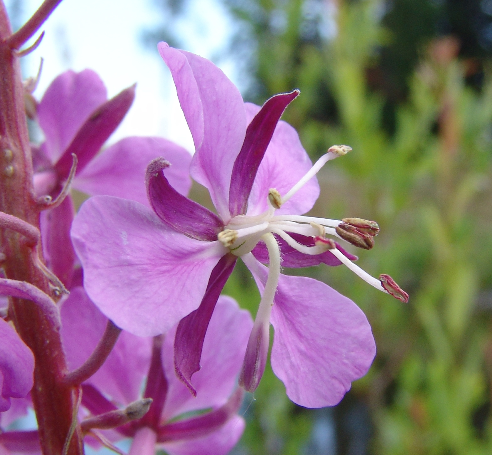 Epilobium angustifolium