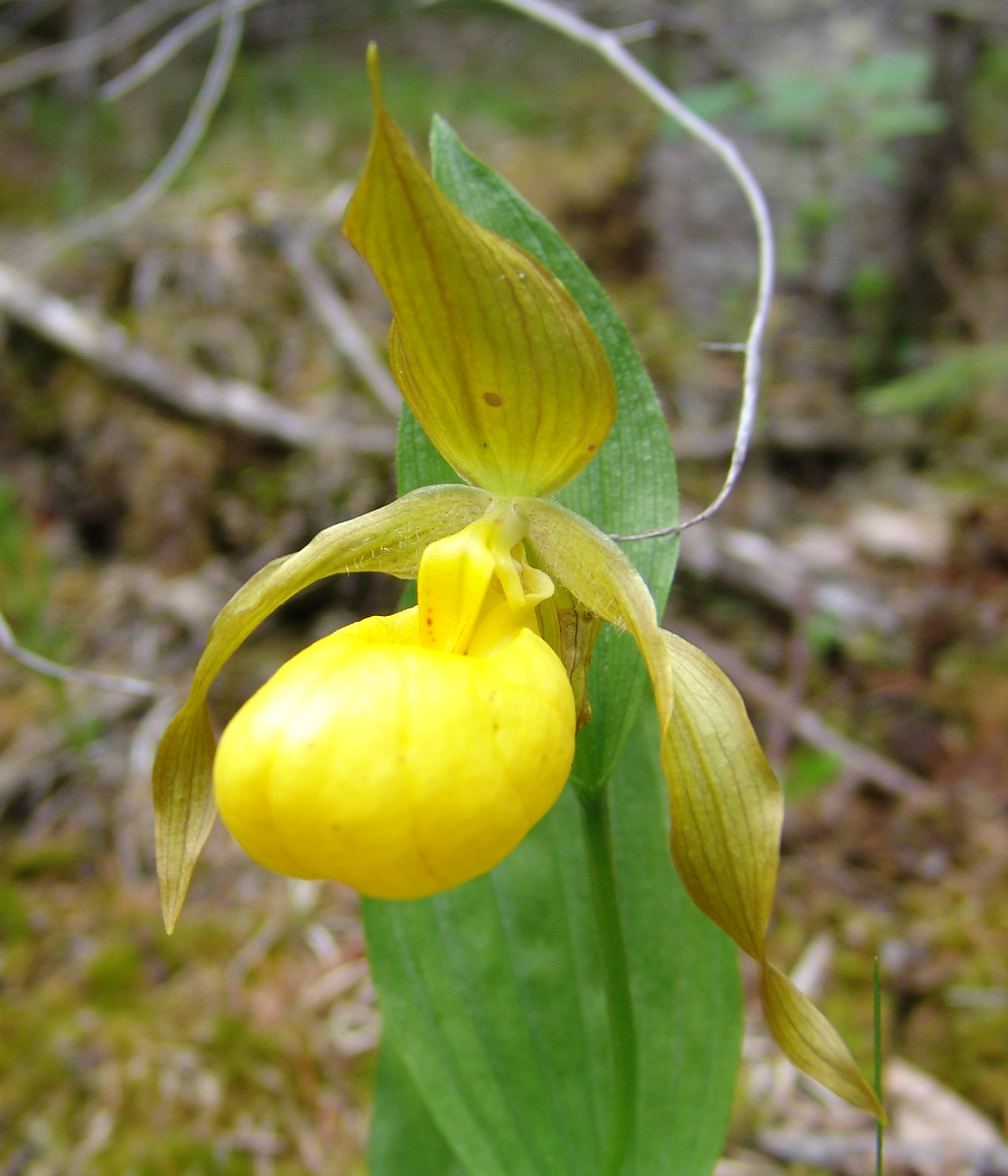 Cypripedium calceolus