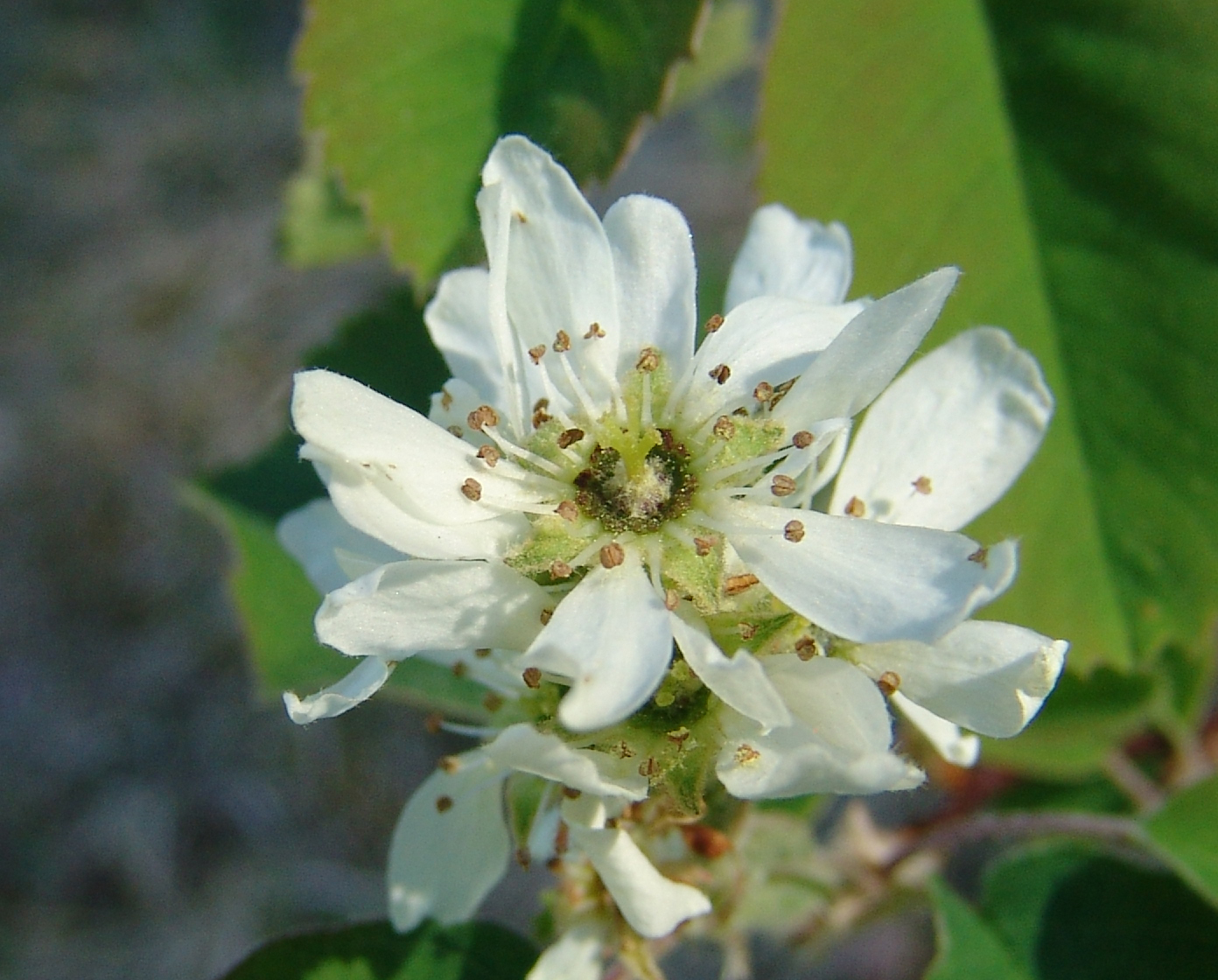 Amelanchier alnifolia