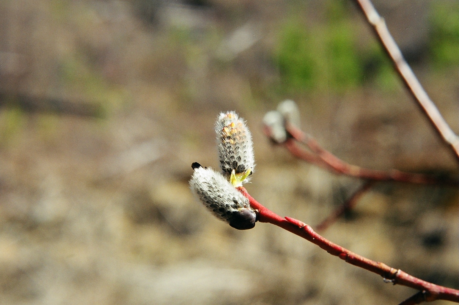 Salix spp.